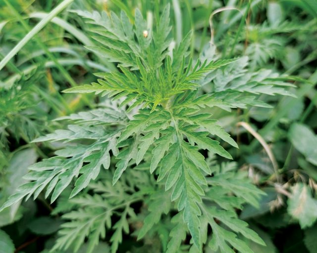 Про амброзію у питаннях та відповідях - Аптека online